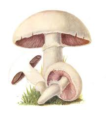 कुक्कुरमुत्तों की कविता | प्रवक्‍ता.कॉम - Pravakta.Com