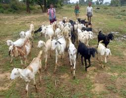 बकरी दीदी क्यों कहलाती हैं ये महिलाएं? | प्रवक्‍ता.कॉम - Pravakta.Com